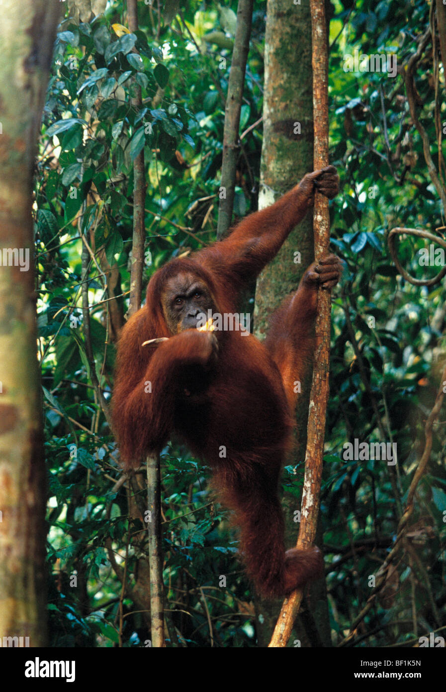 sumatran-orang-utan, , pongo pygmaeus abelii Stock Photo - Alamy