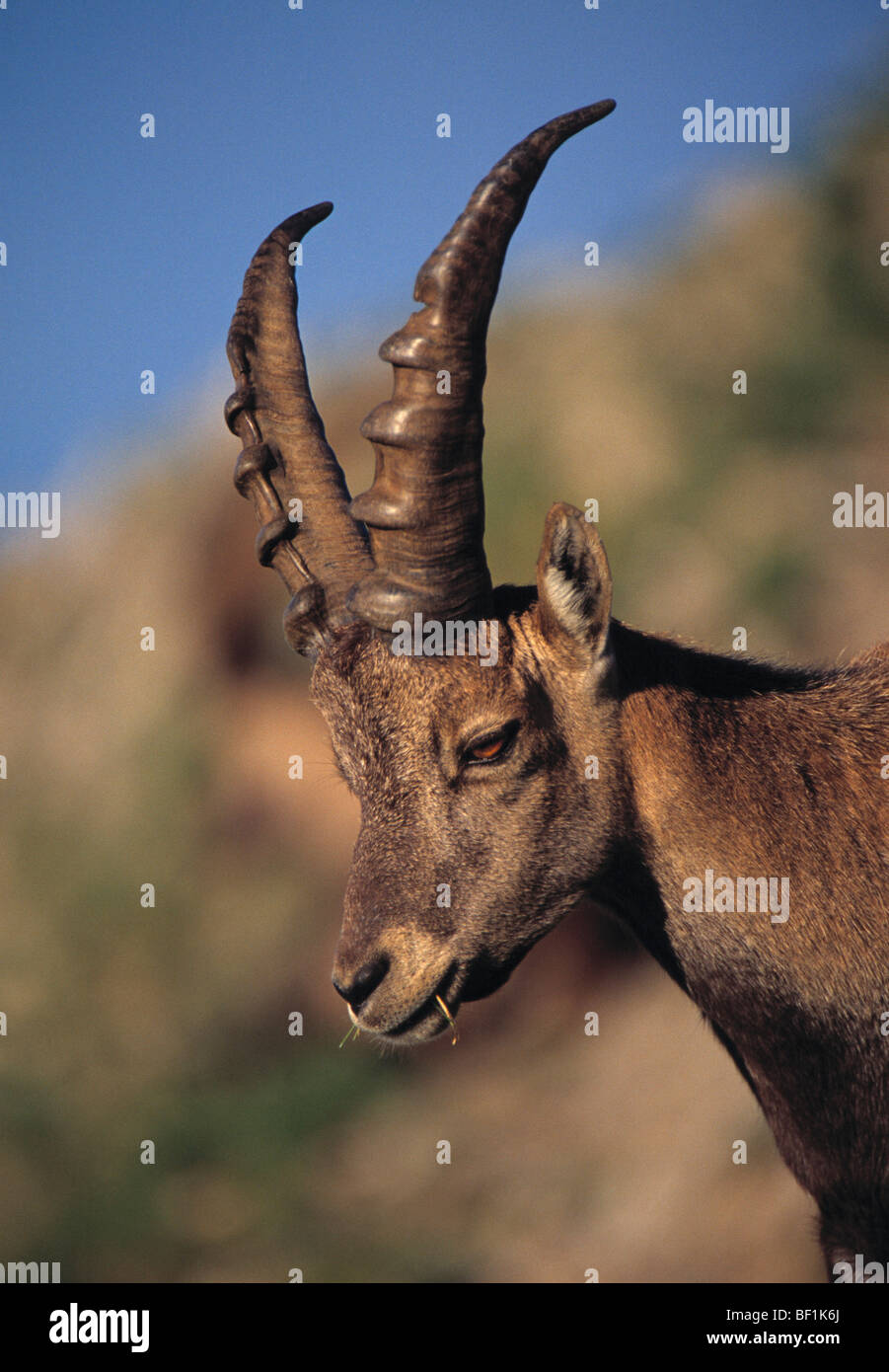 alpine ibex, , capra ibex Stock Photo - Alamy