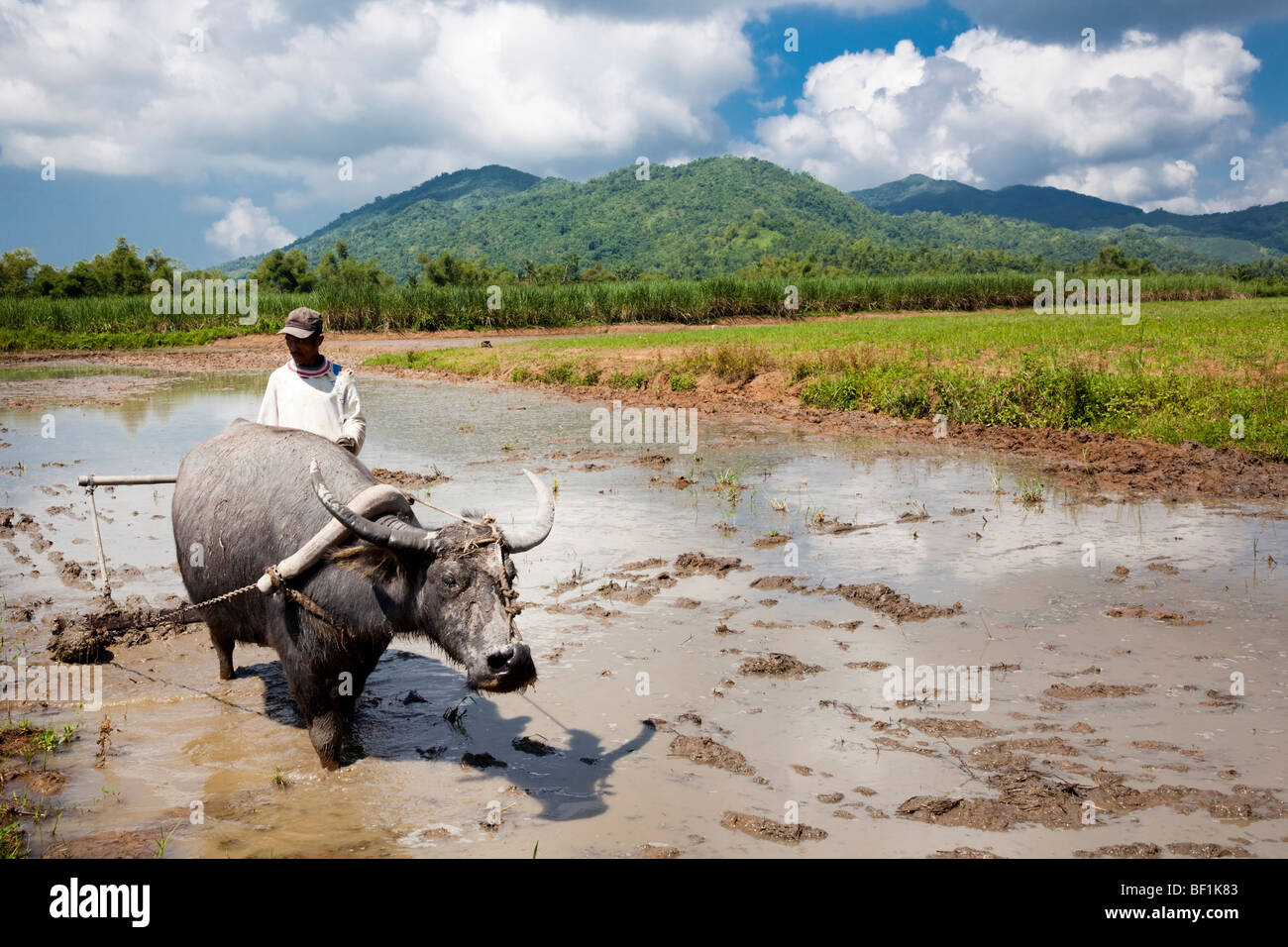Man using ox plough rice hi-res stock photography and images - Alamy