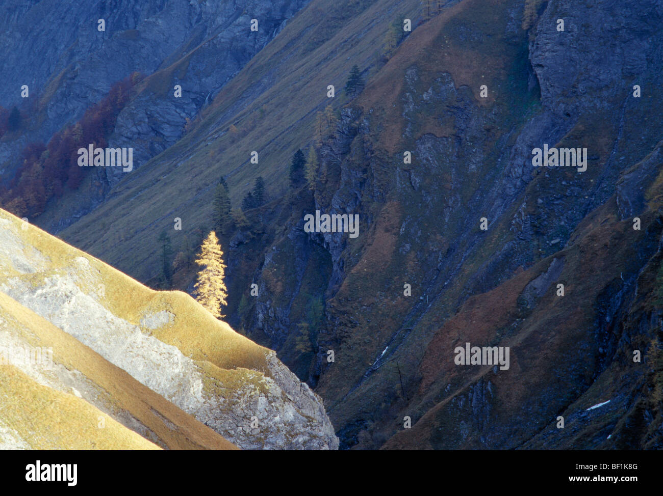 Silver larch hi-res stock photography and images - Alamy