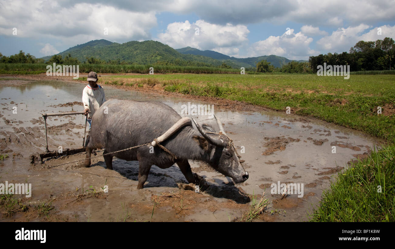 Filipino farmer using an ox to plough a rice paddy. Iloilo Philippines ...