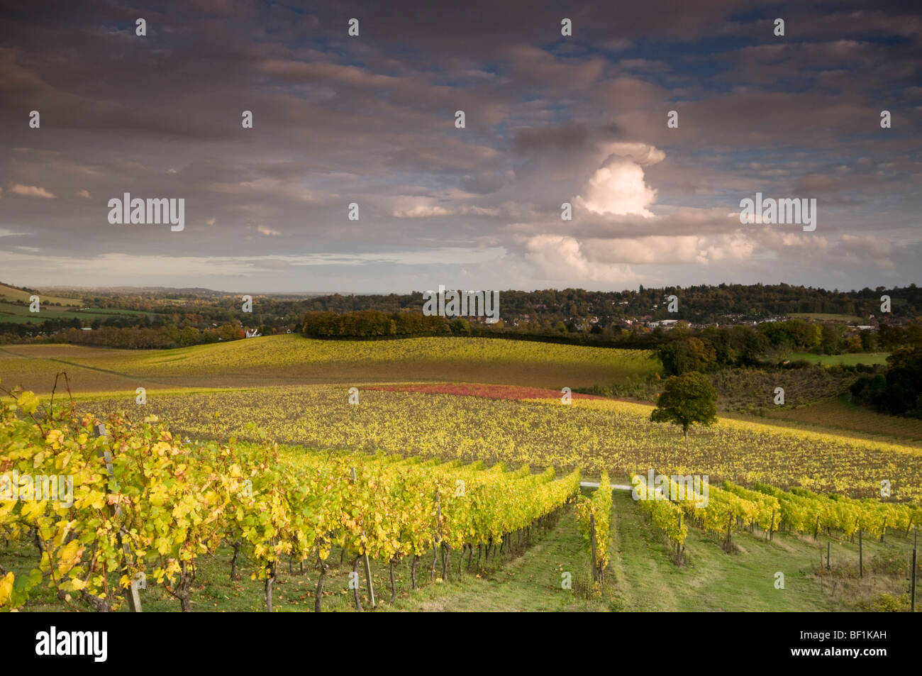 Denbies winery hi-res stock photography and images - Alamy