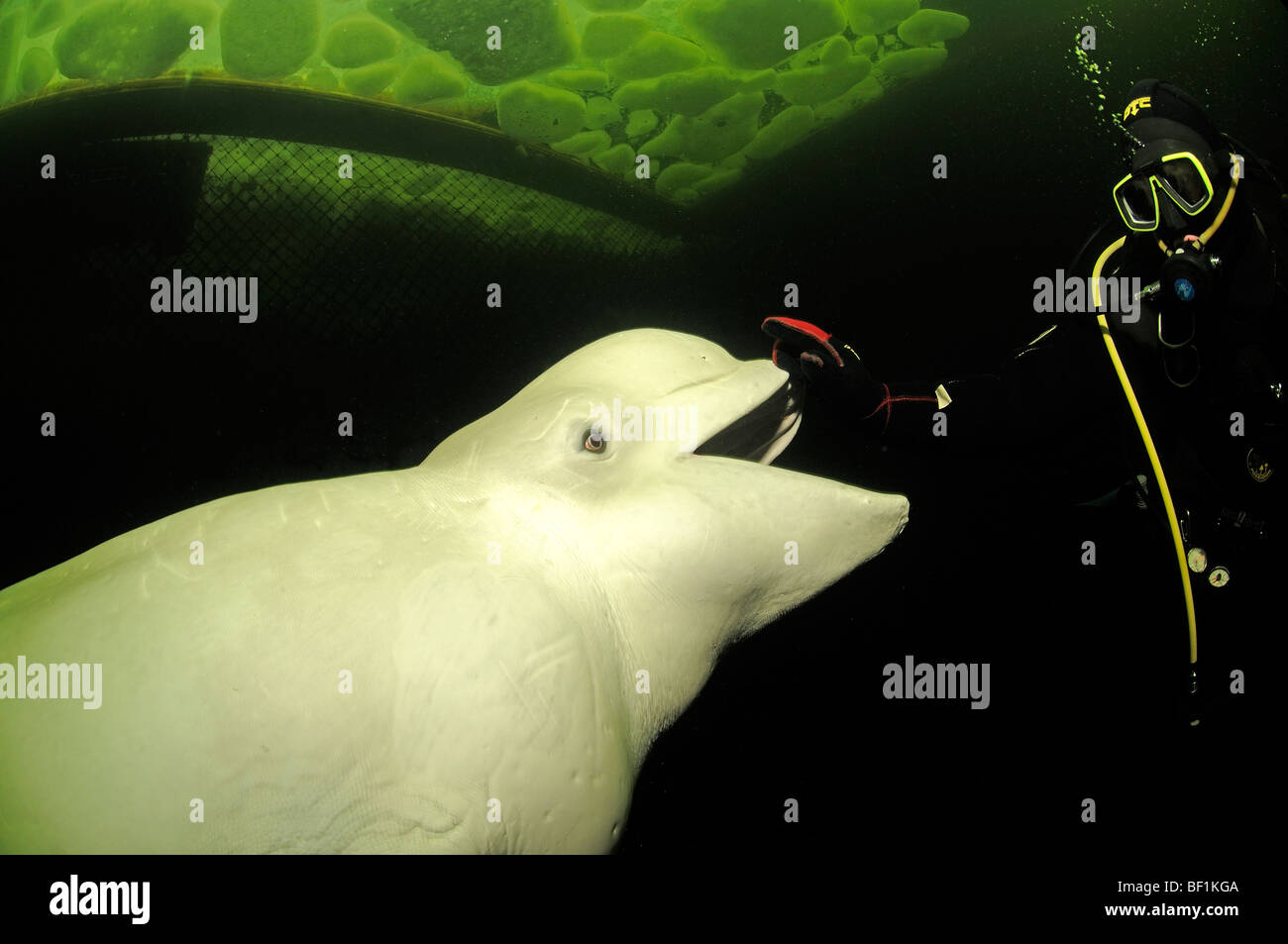 Delphinapterus leucas, White Whale, Beluga, belukha, Sea Canary, White ...