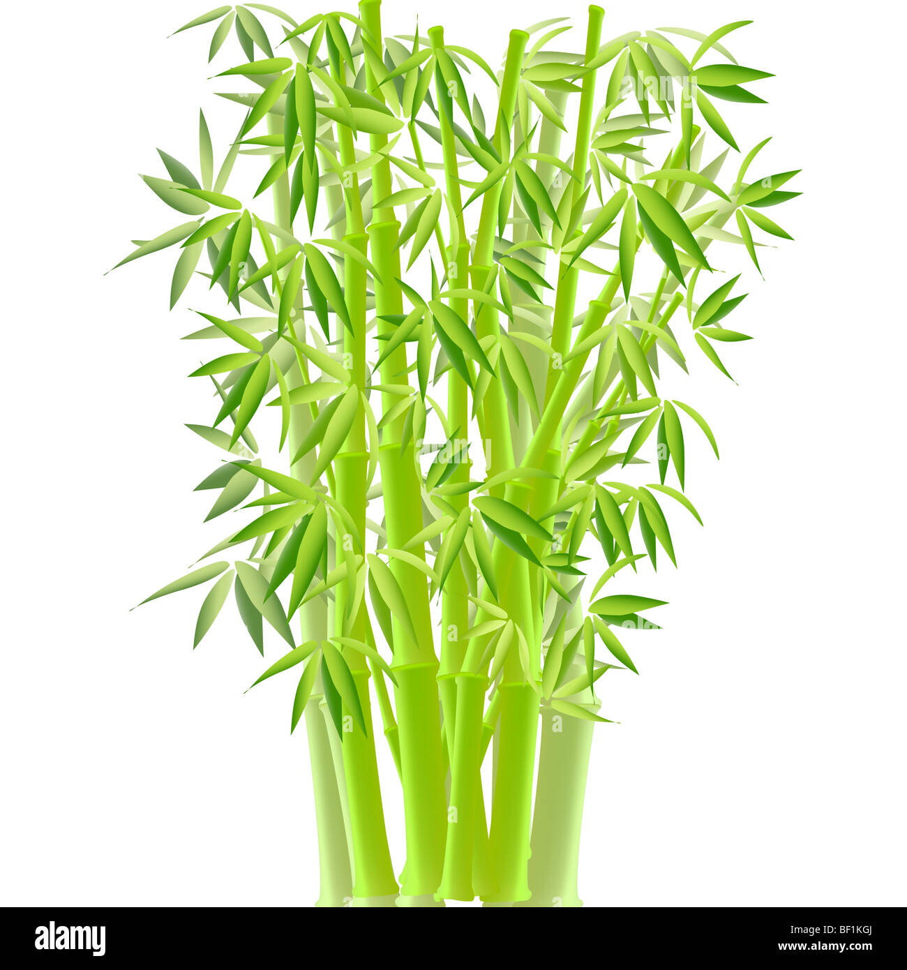 illustration of bamboo on white background Stock Photo - Alamy