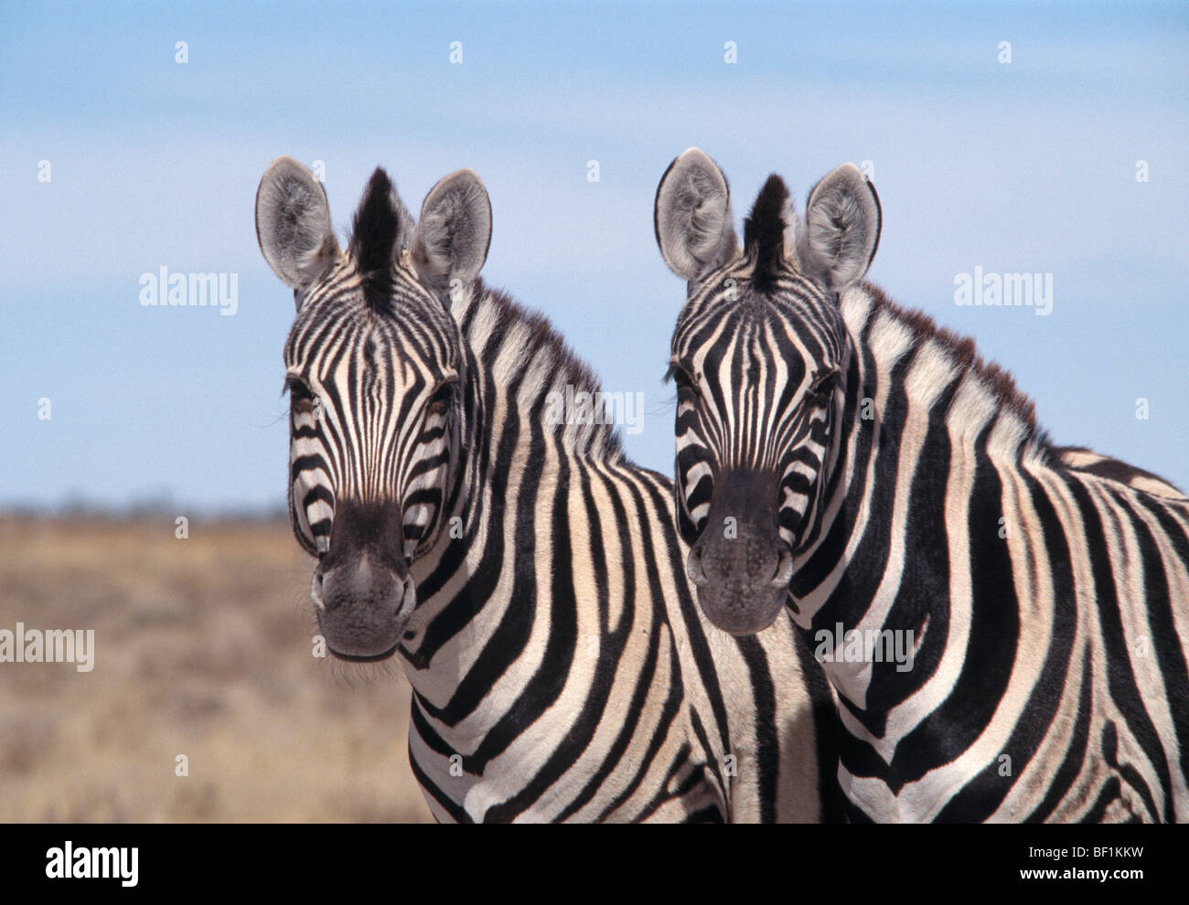 burchell's zebra, zebra, equus burchelli Stock Photo - Alamy