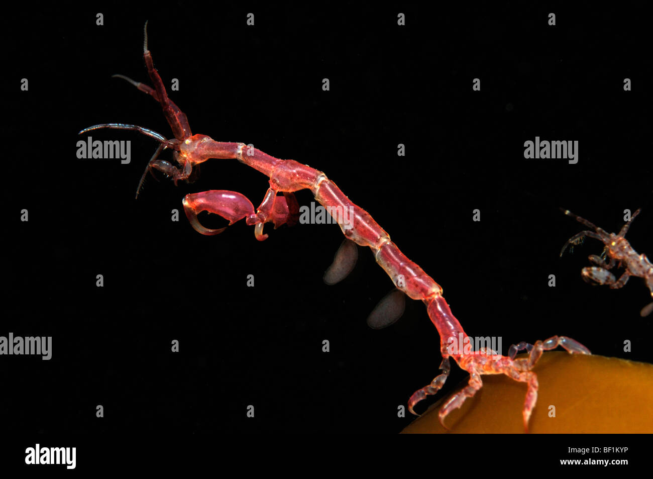 Caprella Septentrionalis High Resolution Stock Photography and Images ...