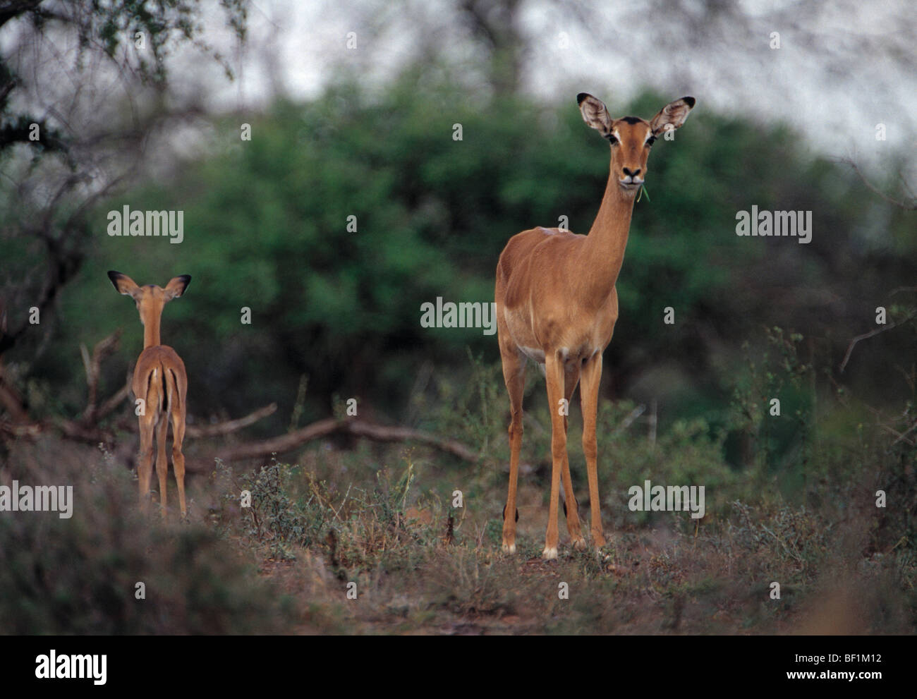 impala, aepyceros melampus Stock Photo - Alamy