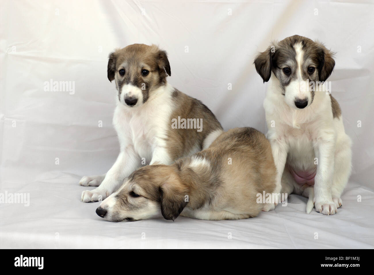 Borzoi puppy hi-res stock photography and images - Alamy