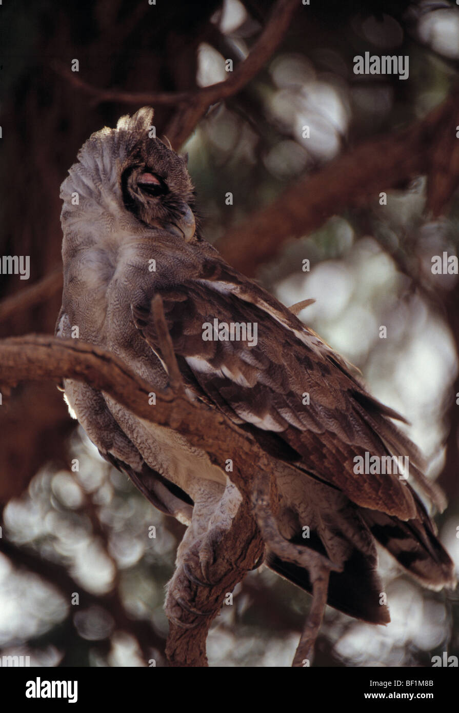 giant eagle owl, , bubo lacteus Stock Photo - Alamy