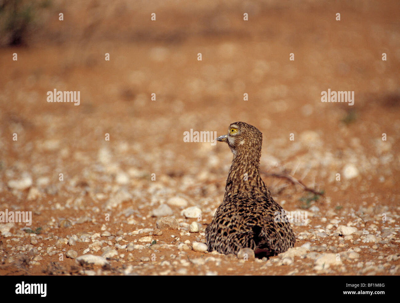 spotted thick-knee, spotted dikkop, cape thick-knee, burhinus capensis ...