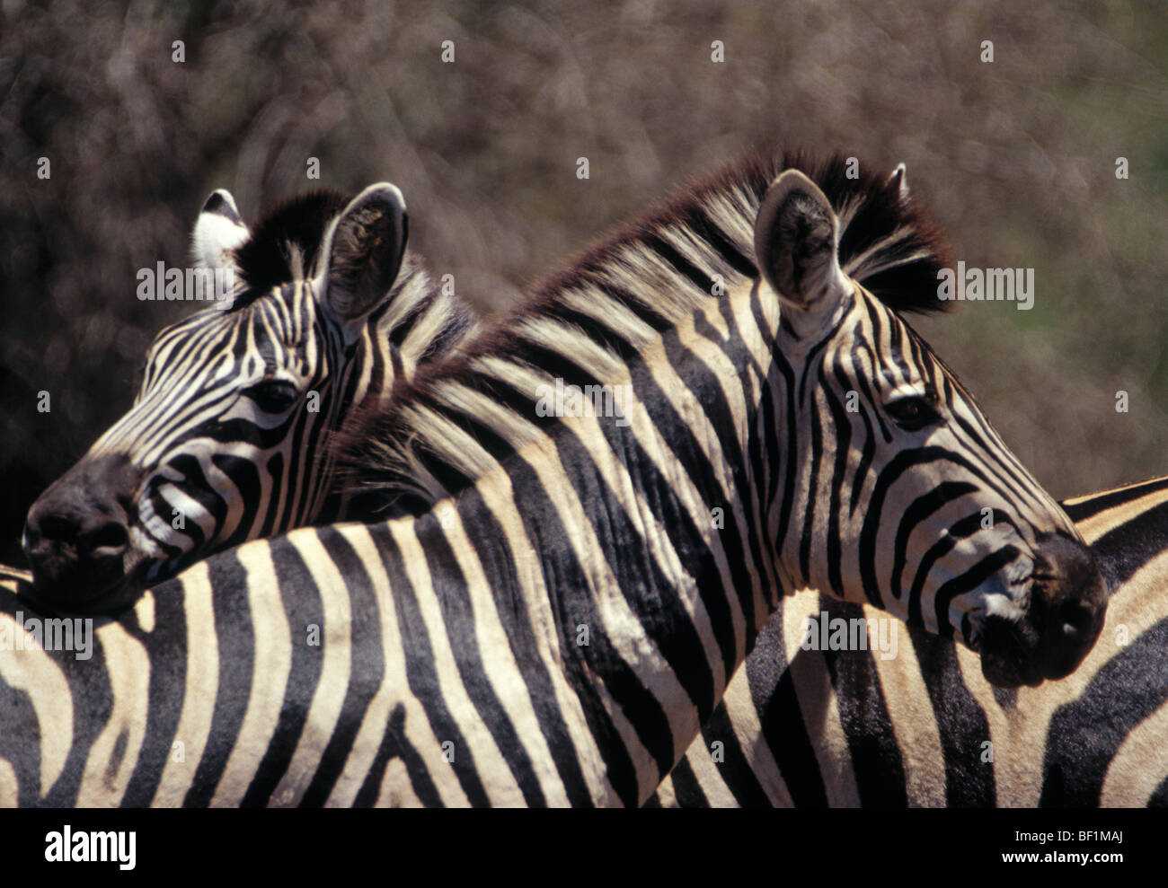 burchell's zebra, zebra, equus burchelli Stock Photo - Alamy