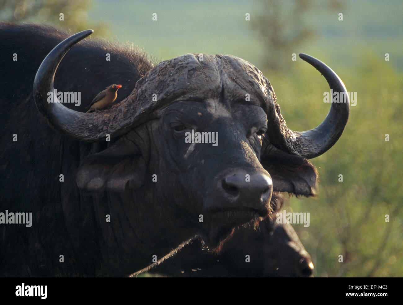 african buffalo, syncerus caffer Stock Photo - Alamy african buffalo, syncerus caffer Stock Photo - Alamy