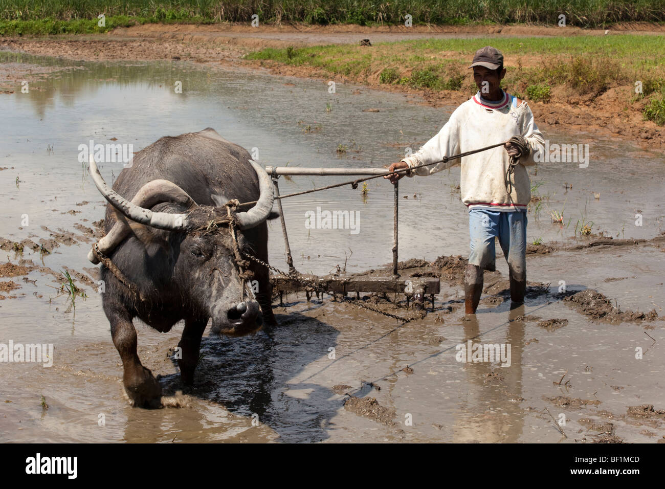 Filipino farmer using an ox to plough a rice paddy. Iloilo Philippines ...
