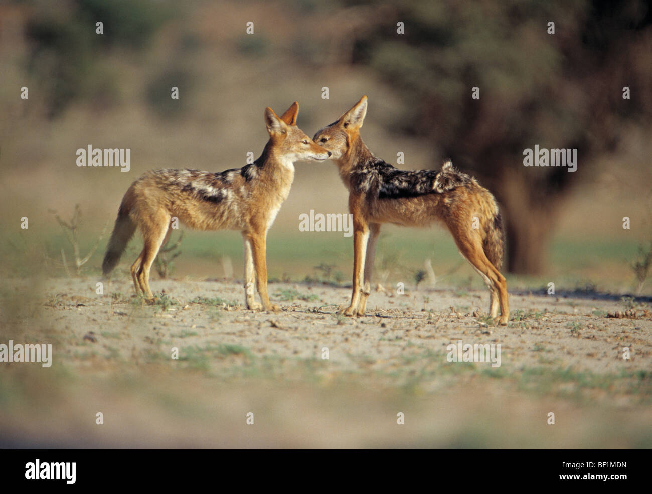 black-backed jackal, , canis mesomelas Stock Photo - Alamy