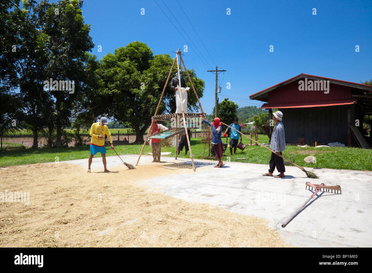 Filipino workers winnowing rice after harvest using a petrol powered ...
