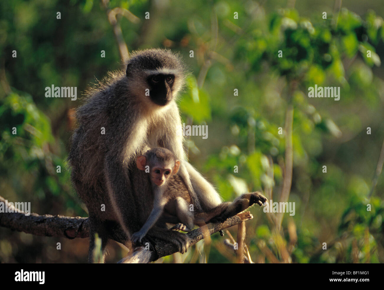 vervet monkey, green monkey, cercopithecus aethiops Stock Photo - Alamy