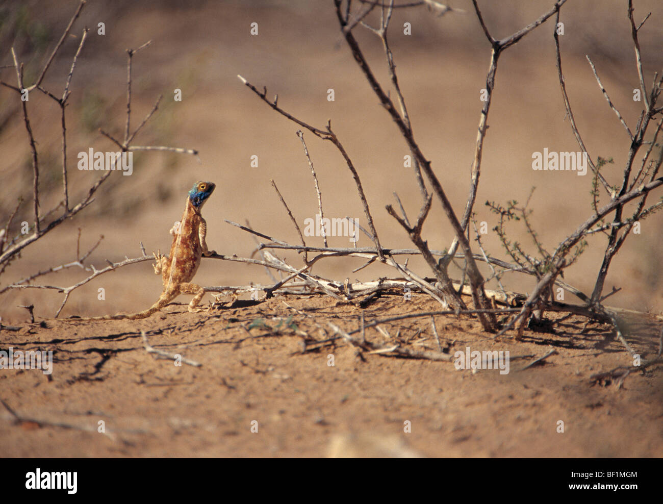 Aculeata hi-res stock photography and images - Alamy