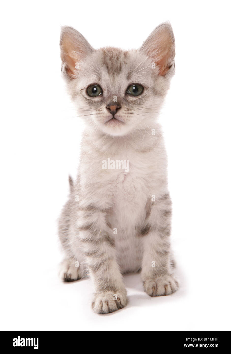 Portrait somali cat hi-res stock photography and images - Alamy