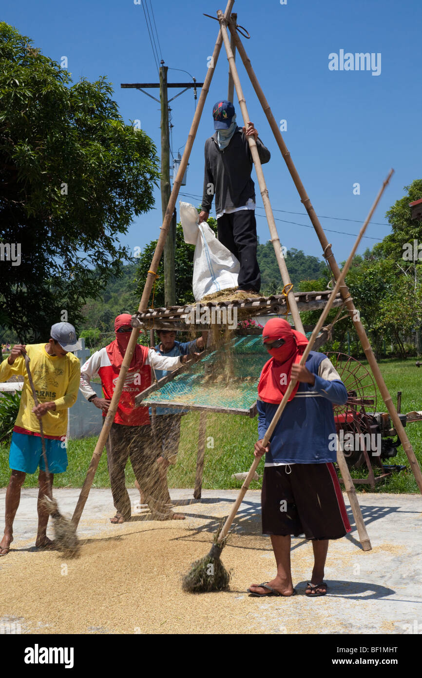 Filipino workers winnowing rice after harvest using a petrol powered ...