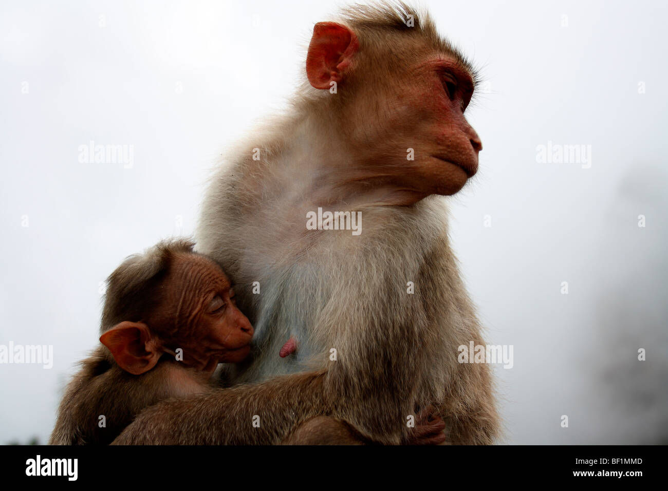Indian wild monkey hi-res stock photography and images - Alamy