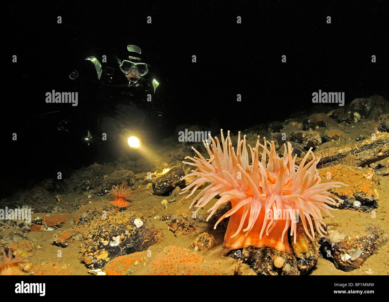 Northern red sea anemone hi-res stock photography and images - Alamy