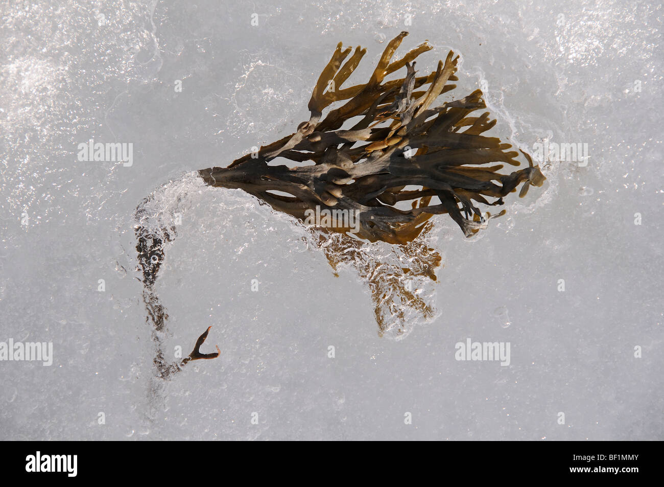 laminariales, brown algae in frozen sea ice, White Sea, Russia Stock ...