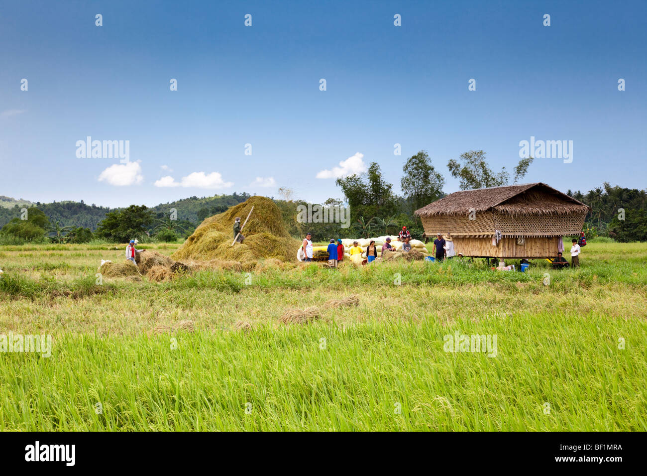 Filipino workers harvesting rice. Iloilo Philippines Stock Photo - Alamy