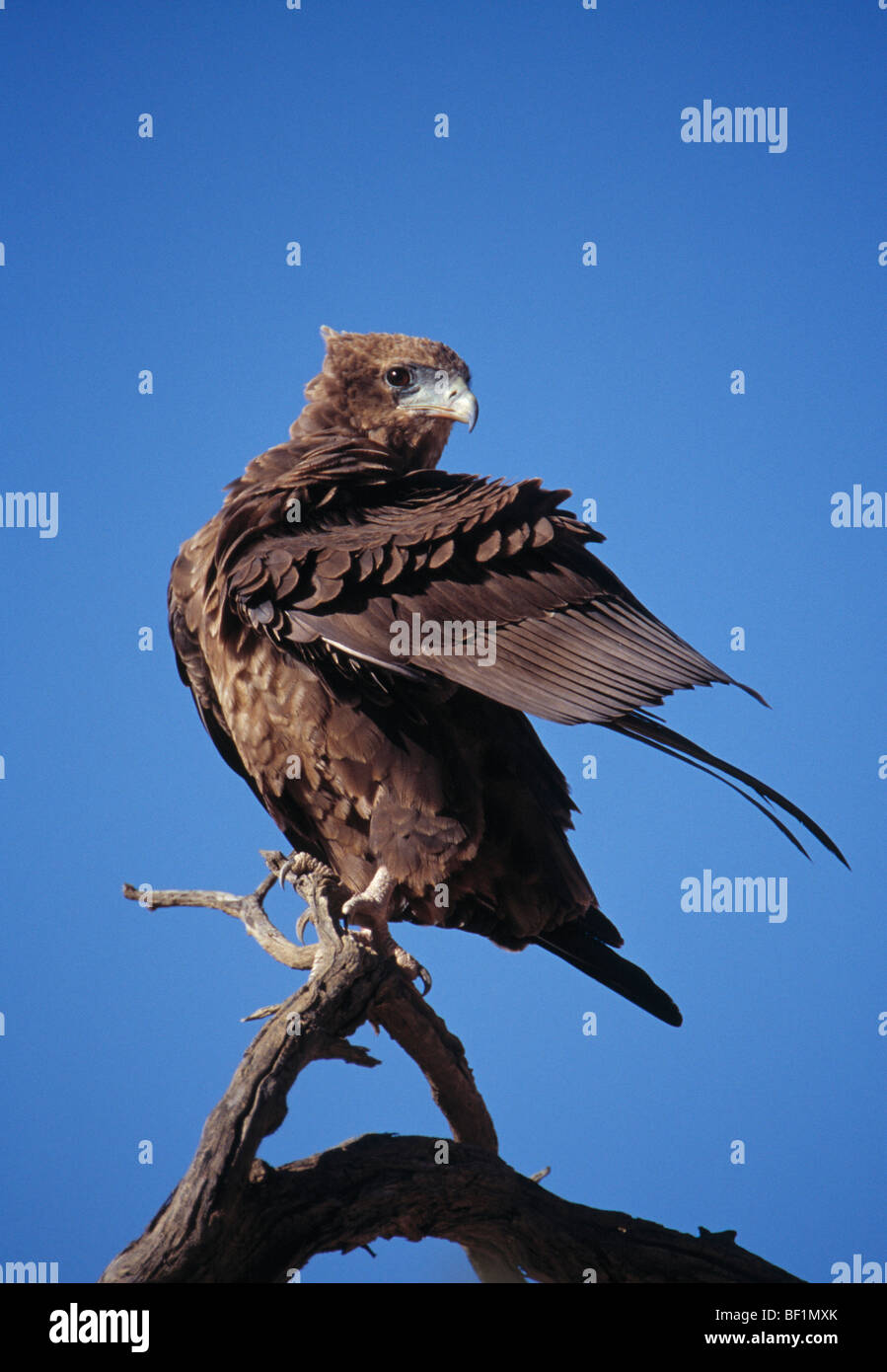 bateleur, terathopius ecaudatus Stock Photo - Alamy