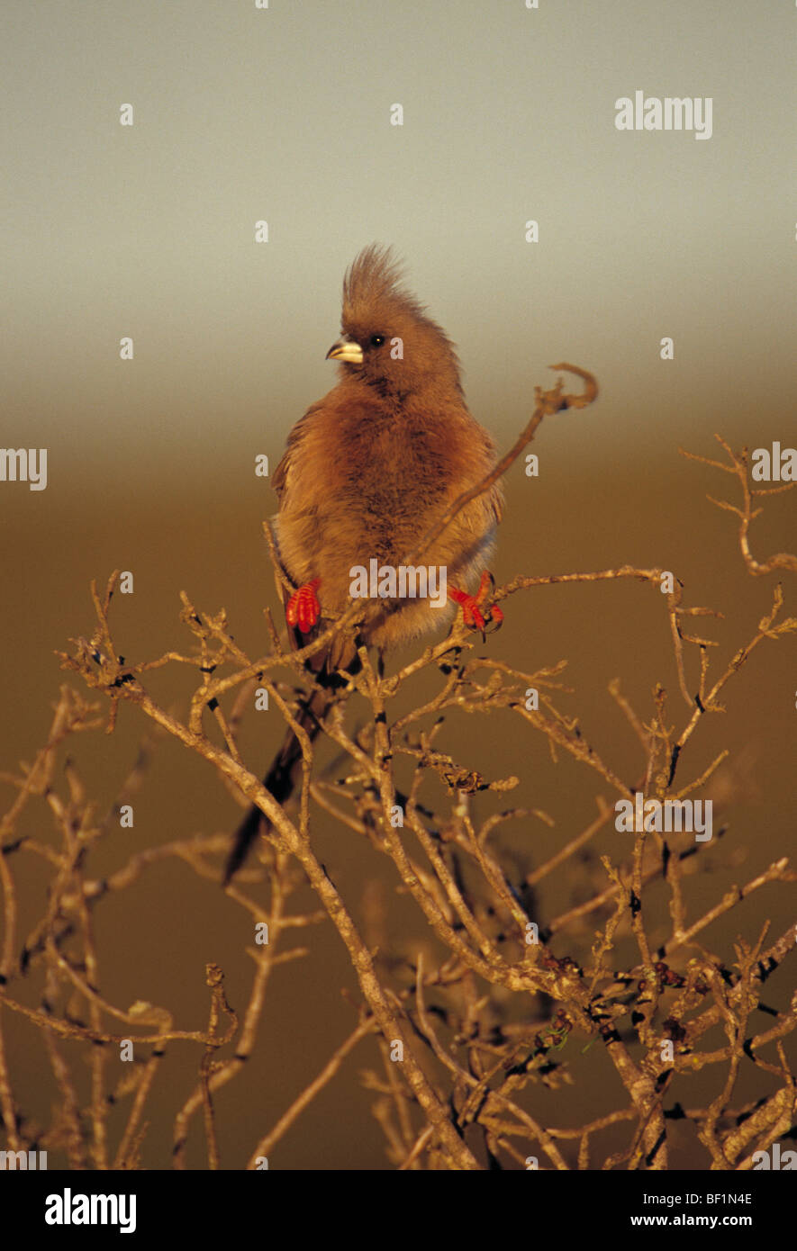 Colius hi-res stock photography and images - Alamy