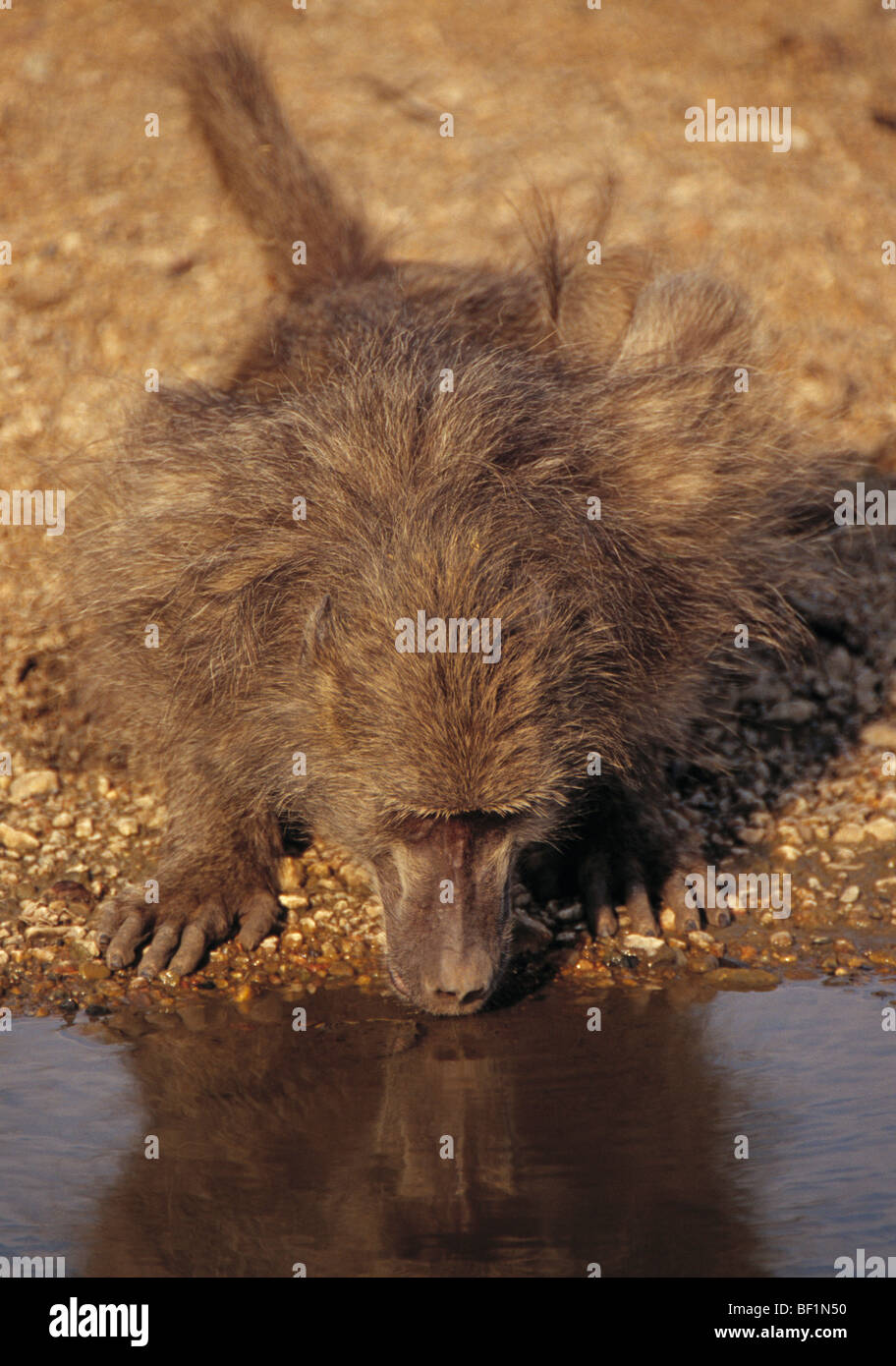 Bear baboon hi-res stock photography and images - Alamy