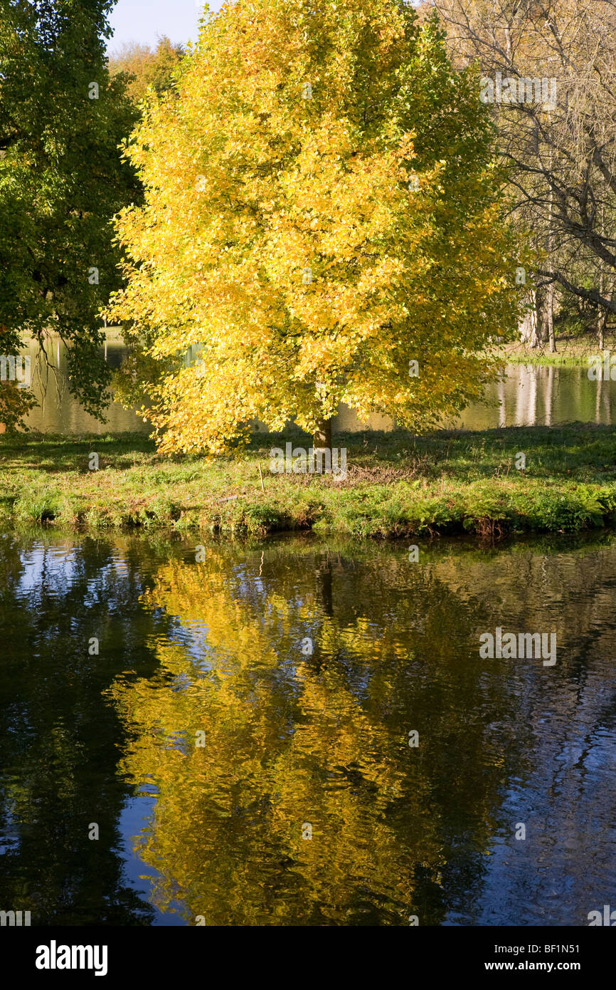 Tree reflected in still water hi-res stock photography and images - Alamy