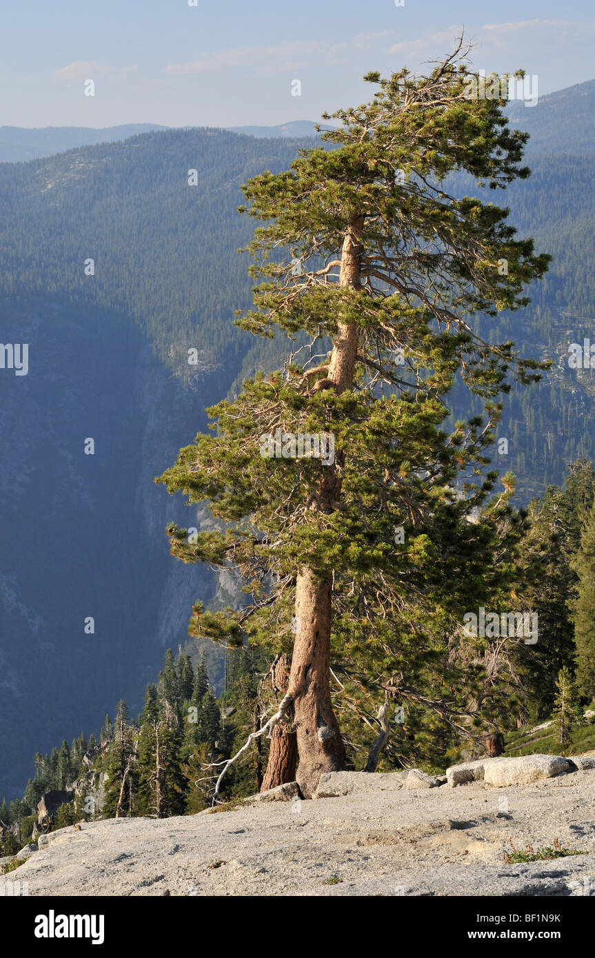 Pine tree standing alone on Sentinel Dome, Yosemite Valley, California ...