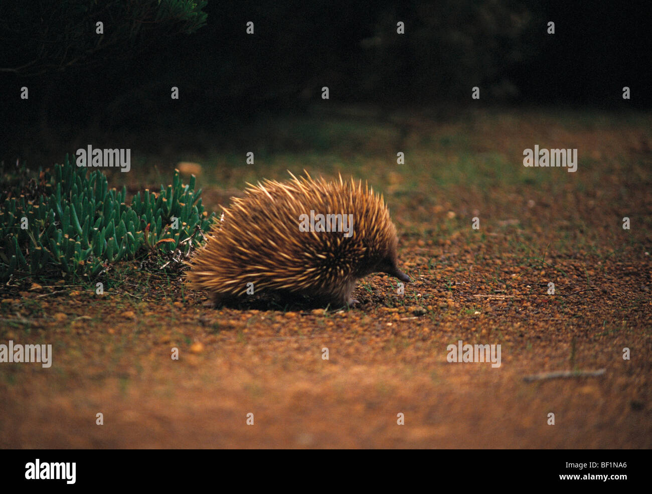 Ant hedgehogs hi-res stock photography and images - Alamy