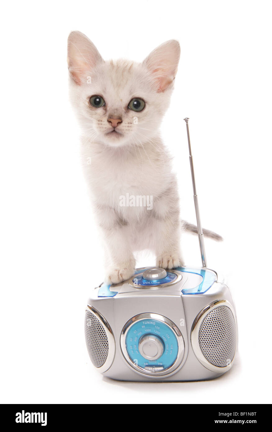 Kitten Listening To Music