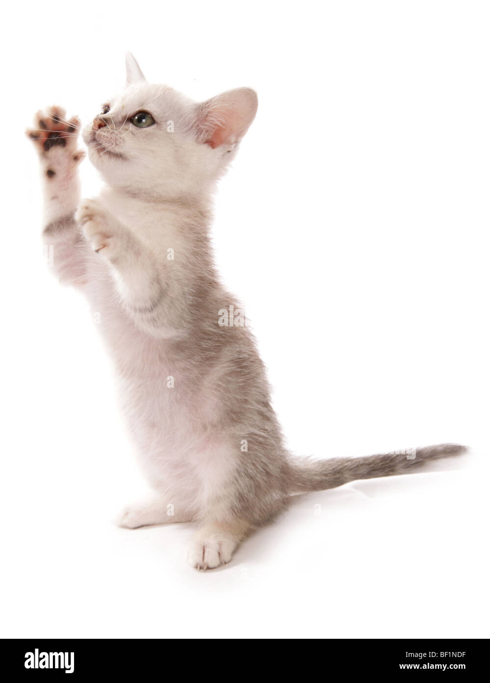 kitten playing portrait studio cutout Stock Photo - Alamy