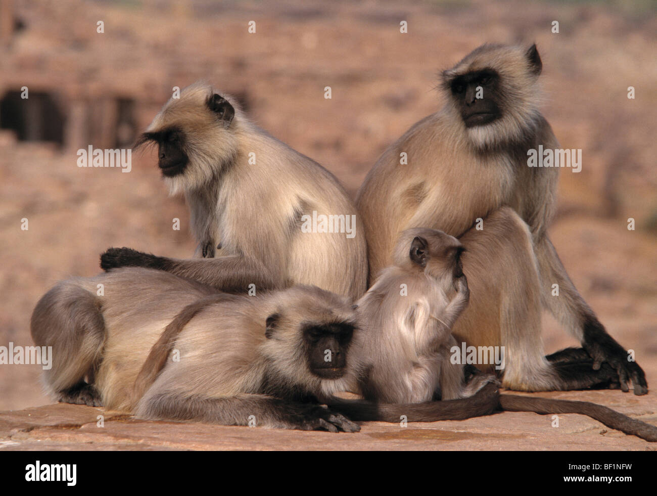 hanuman langur, common langur, grey langur , presbytis entellus Stock ...