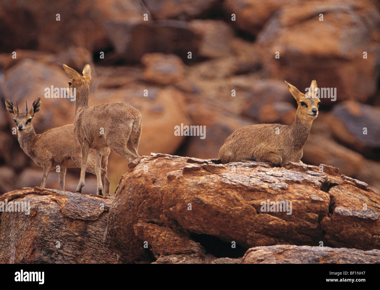 klippspringer, oreotragus oreotragus Stock Photo - Alamy