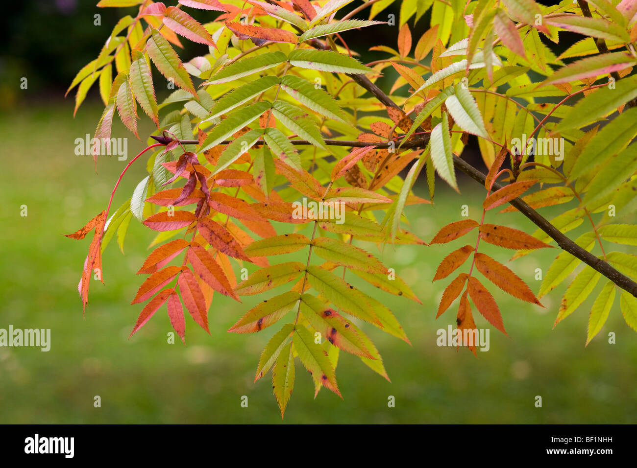 Sorbus commixta hi-res stock photography and images - Alamy