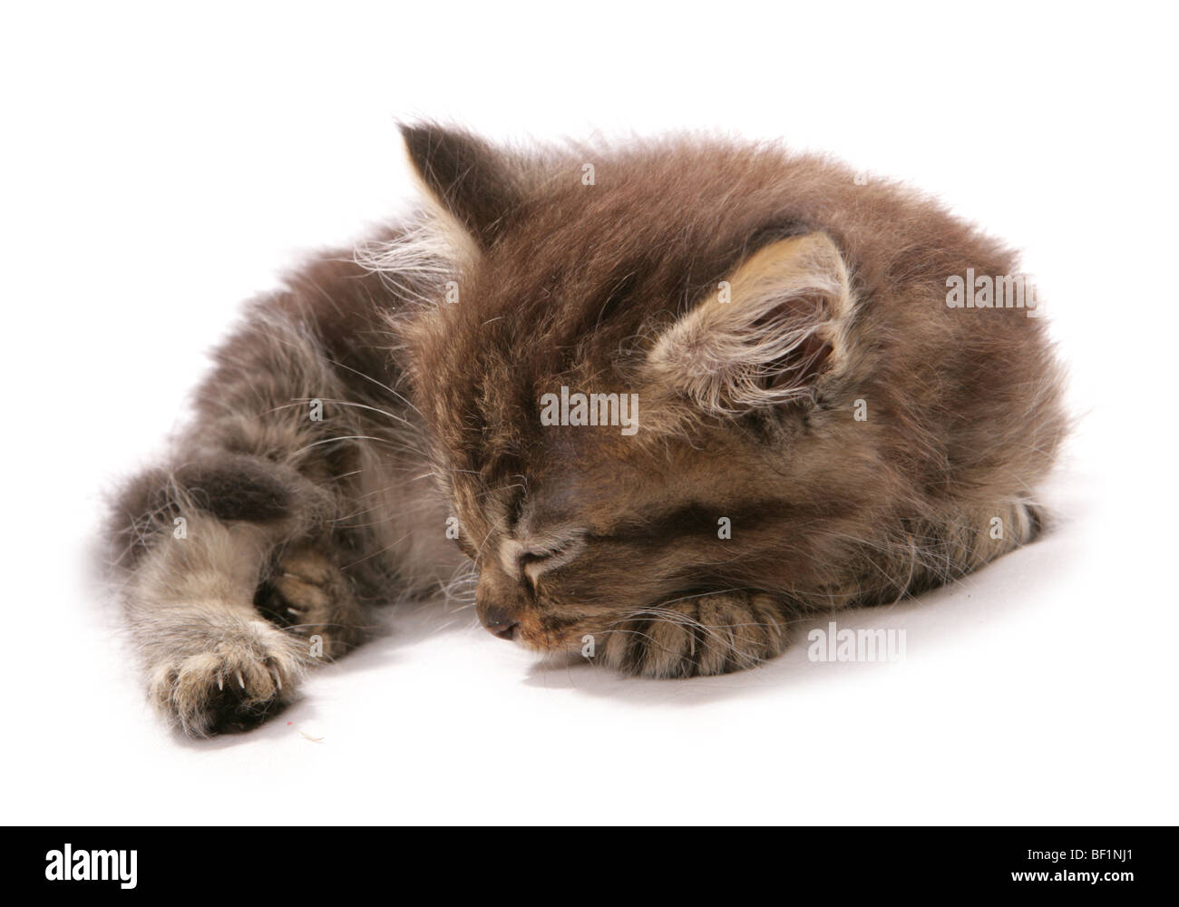 asian kitten sleeping studio portrait Stock Photo - Alamy