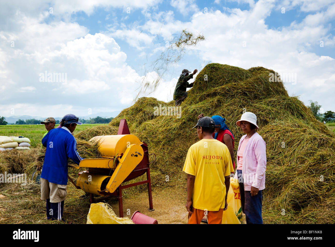 Filipino workers threshing rice using a mechanical rice thresher Stock ...