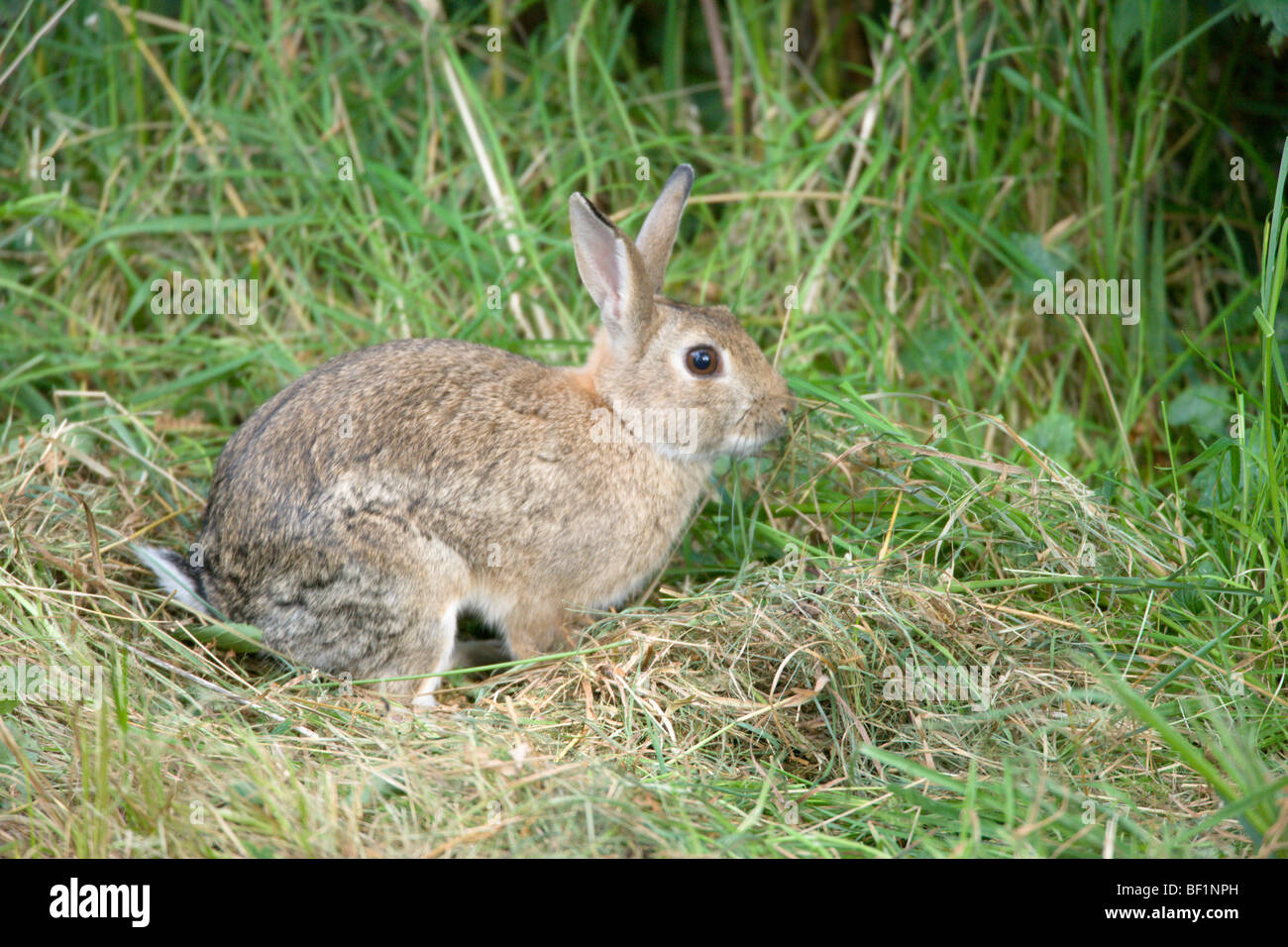 Rabbit Oryctolagus cuniculus Stock Photo - Alamy