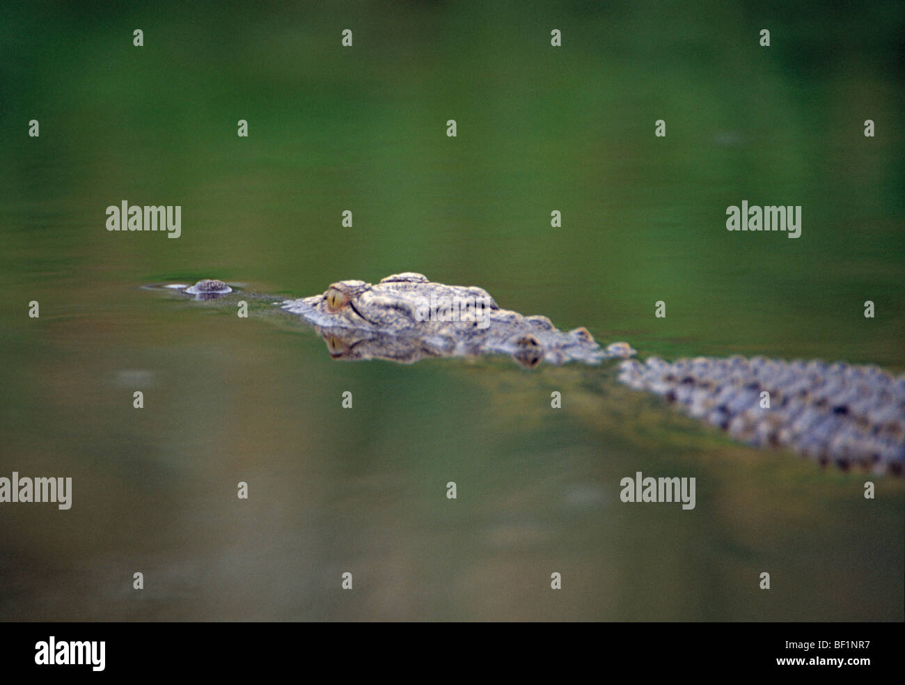 Real crocodile hi-res stock photography and images - Alamy