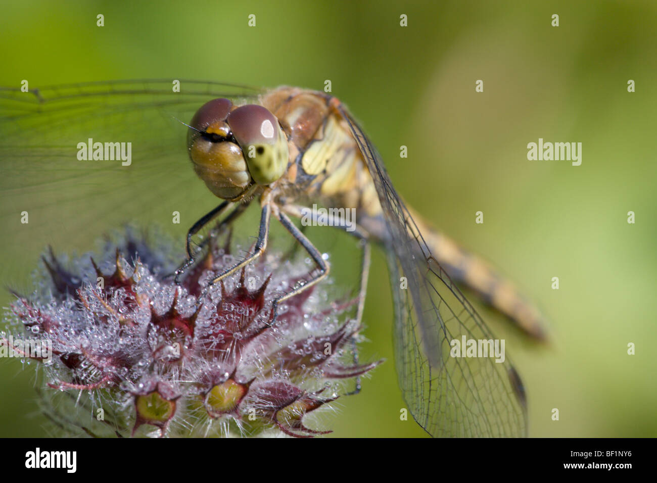 Female Ruddy Darter dragonfly Sympetrum sanguineum Stock Photo - Alamy