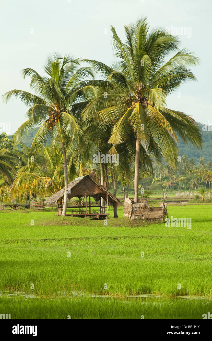 Padi field Malaysia with palm trees Stock Photo - Alamy