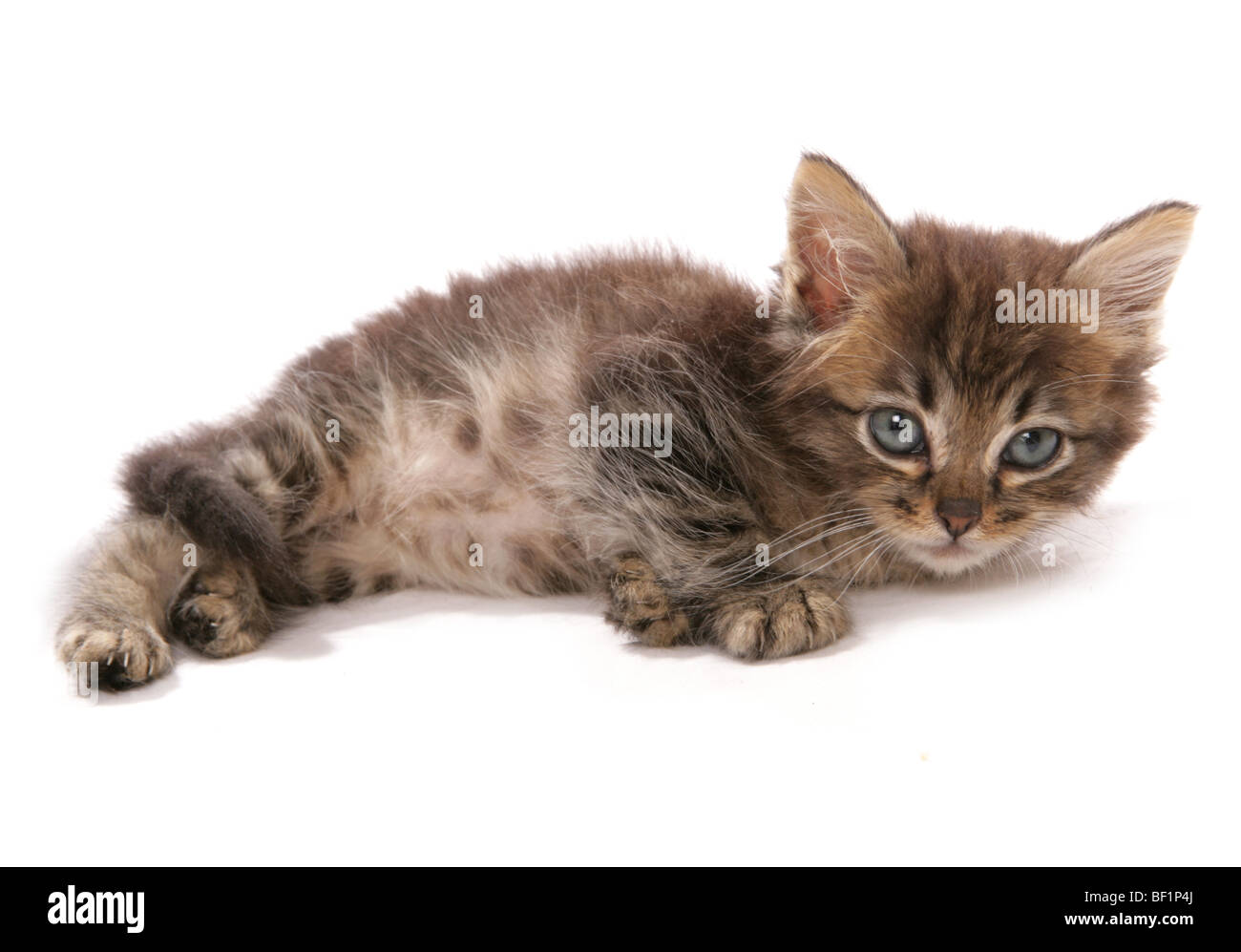 asian kitten laying studio portrait Stock Photo - Alamy