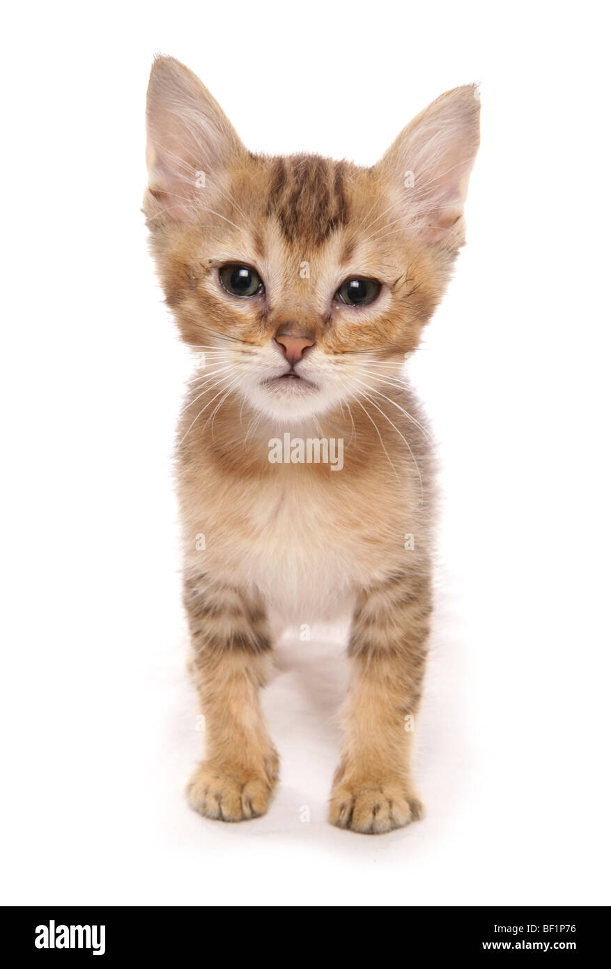 asian kitten standing studio portrait Stock Photo - Alamy