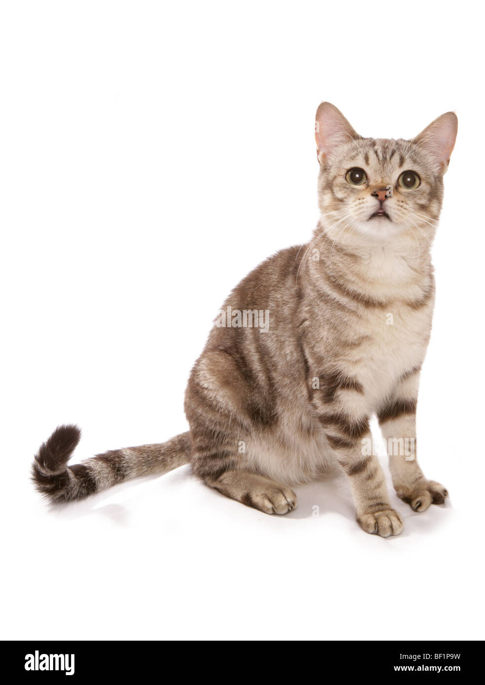 chocolate classic tabby Asian cat studio portrait Stock Photo - Alamy