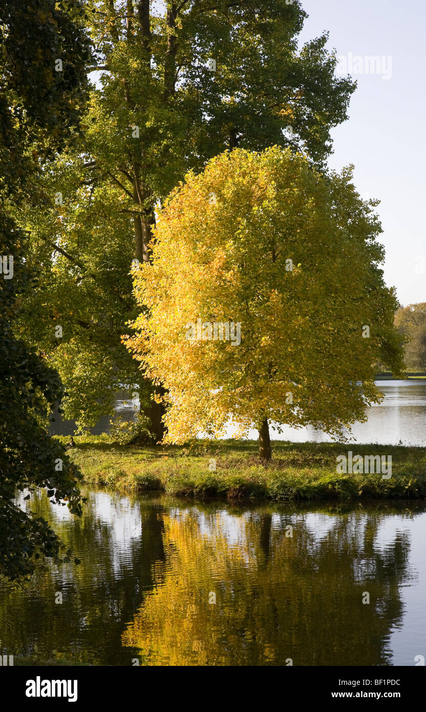 Autumn tree reflected in still water, 2009 Stock Photo - Alamy