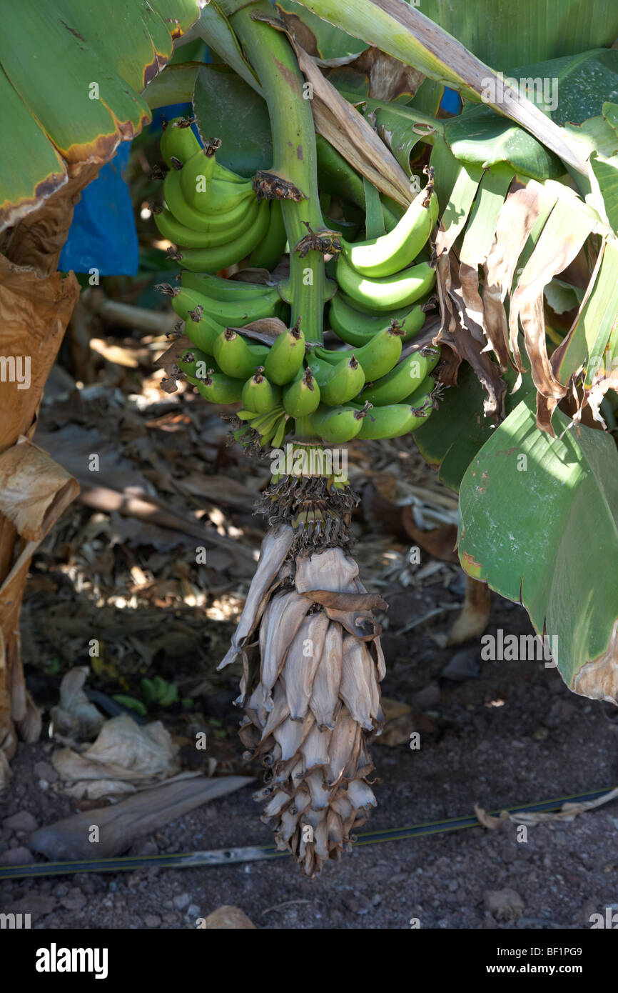 Bananas growing trees hi-res stock photography and images - Alamy