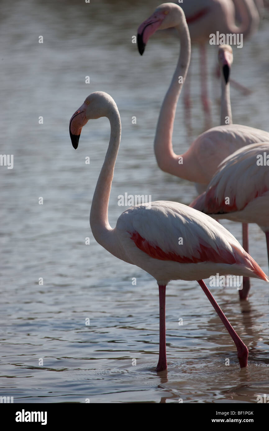France Camargue Park Parc naturel régional de Carmague Flamingo ...